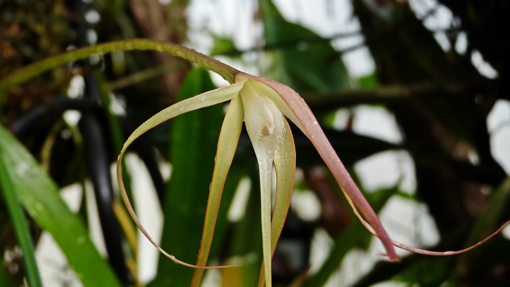 popisy jednotlivých rodů