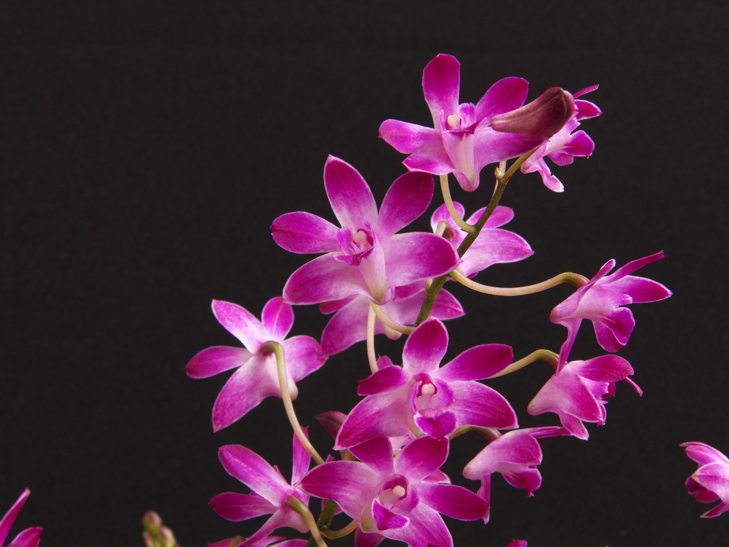 o kytkách :: AP orchideje
